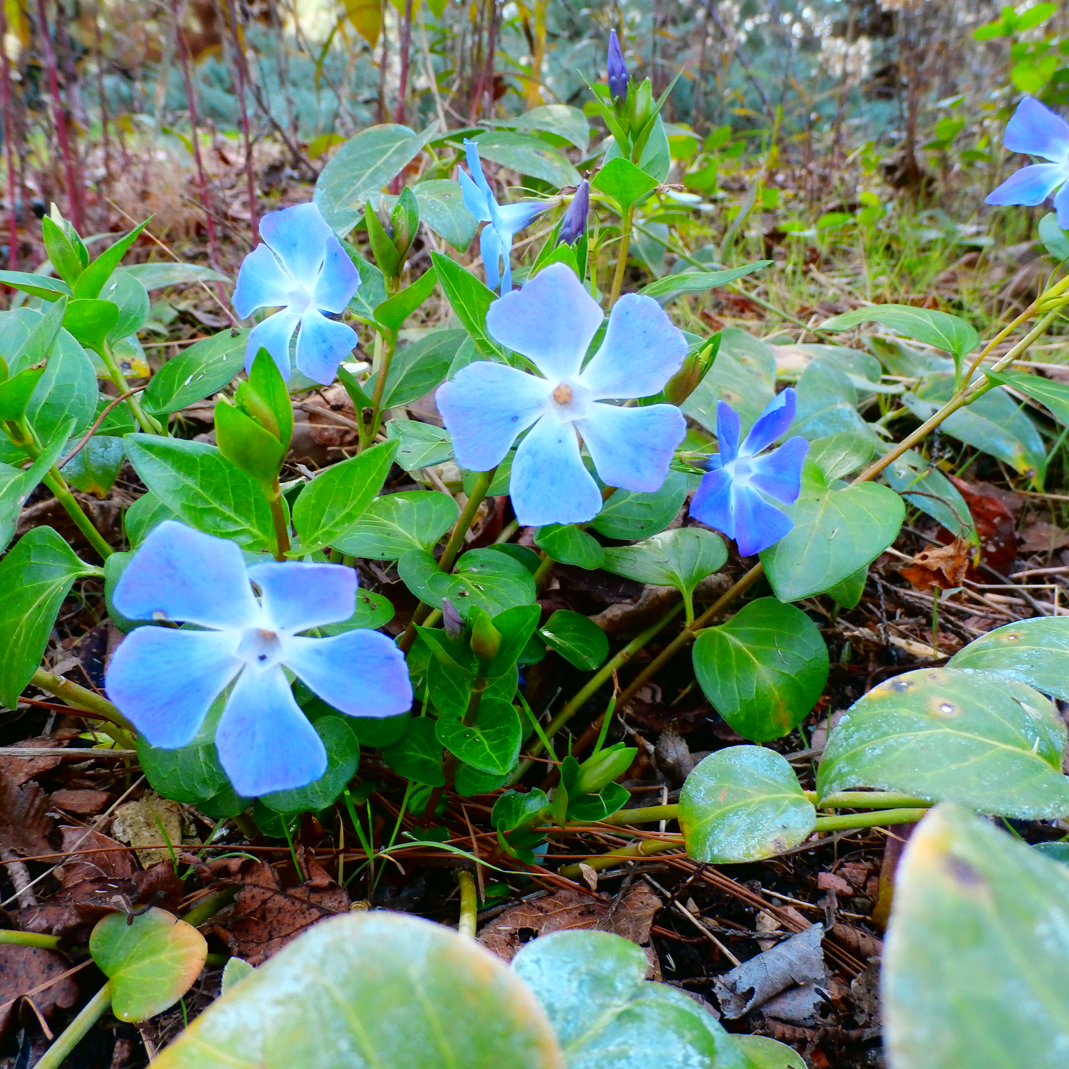 Vinca major – Blog de jardinería y paisajismo