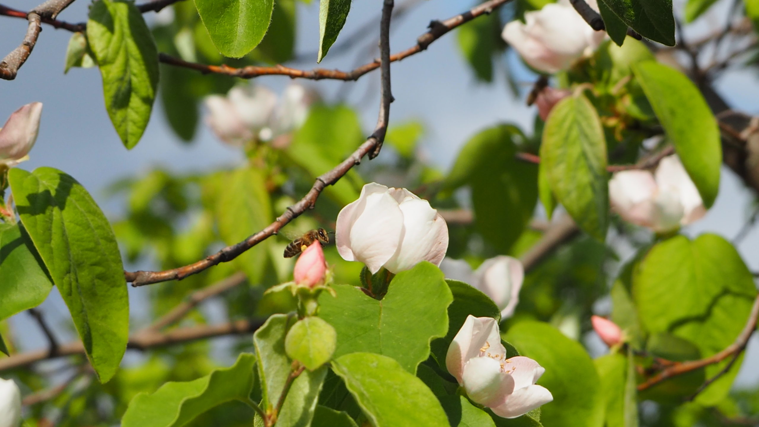 CÓMO CUIDAR EL MEMBRILLERO EN FLOR, COVID19 – Blog de jardinería y ...